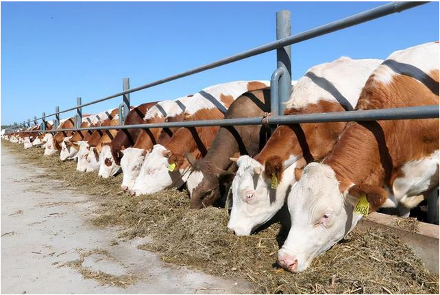 Ruminant Feed Line – เครื่องอัดเม็ดอาหารสัตว์ Yongli